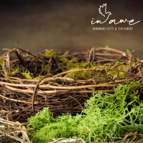 Empty Nest Survival Plan – inAWE